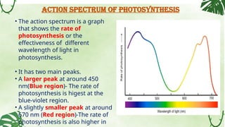 01.B(22010202)-PHOTOSYNTHESIS IN HIGHER PLANTS.pptx