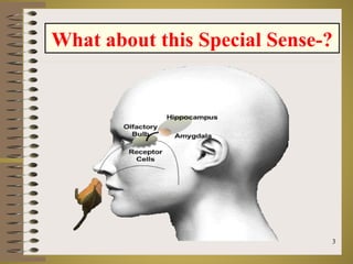 01. anatomy and physiology of special senses | PPTX