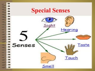 01. Special Senses(Ear) sight hearing test | PPTX