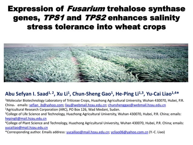Expression of Fusarium threhalose synthase genes, TPS1 and TPS2 enhance salinity stress ...