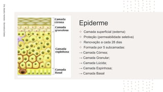 Anatomia e Fisiologia - Pele.pptx