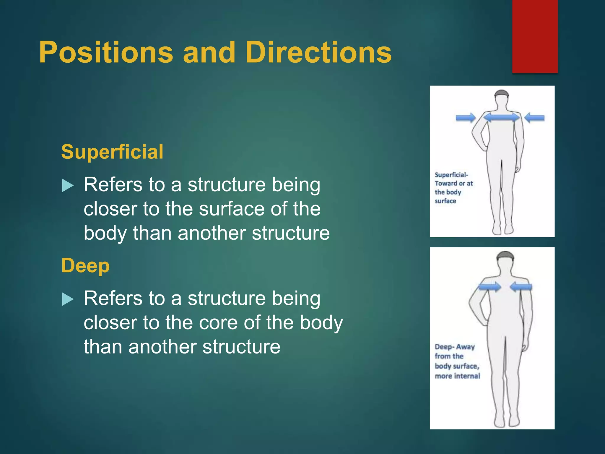 01-Anatomical Positions 2017.ppt