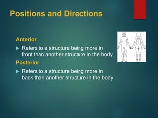 01-Anatomical Positions 2017.ppt