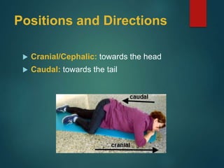 01-Anatomical Positions 2017.ppt