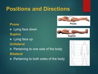 01-Anatomical Positions 2017.ppt