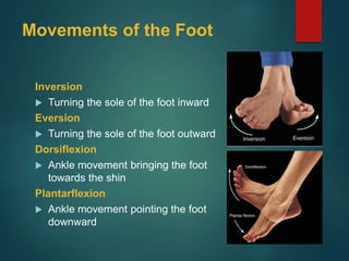 01-Anatomical Positions 2017.ppt