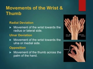 01-Anatomical Positions 2017.ppt