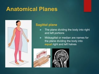 01-Anatomical Positions 2017.ppt