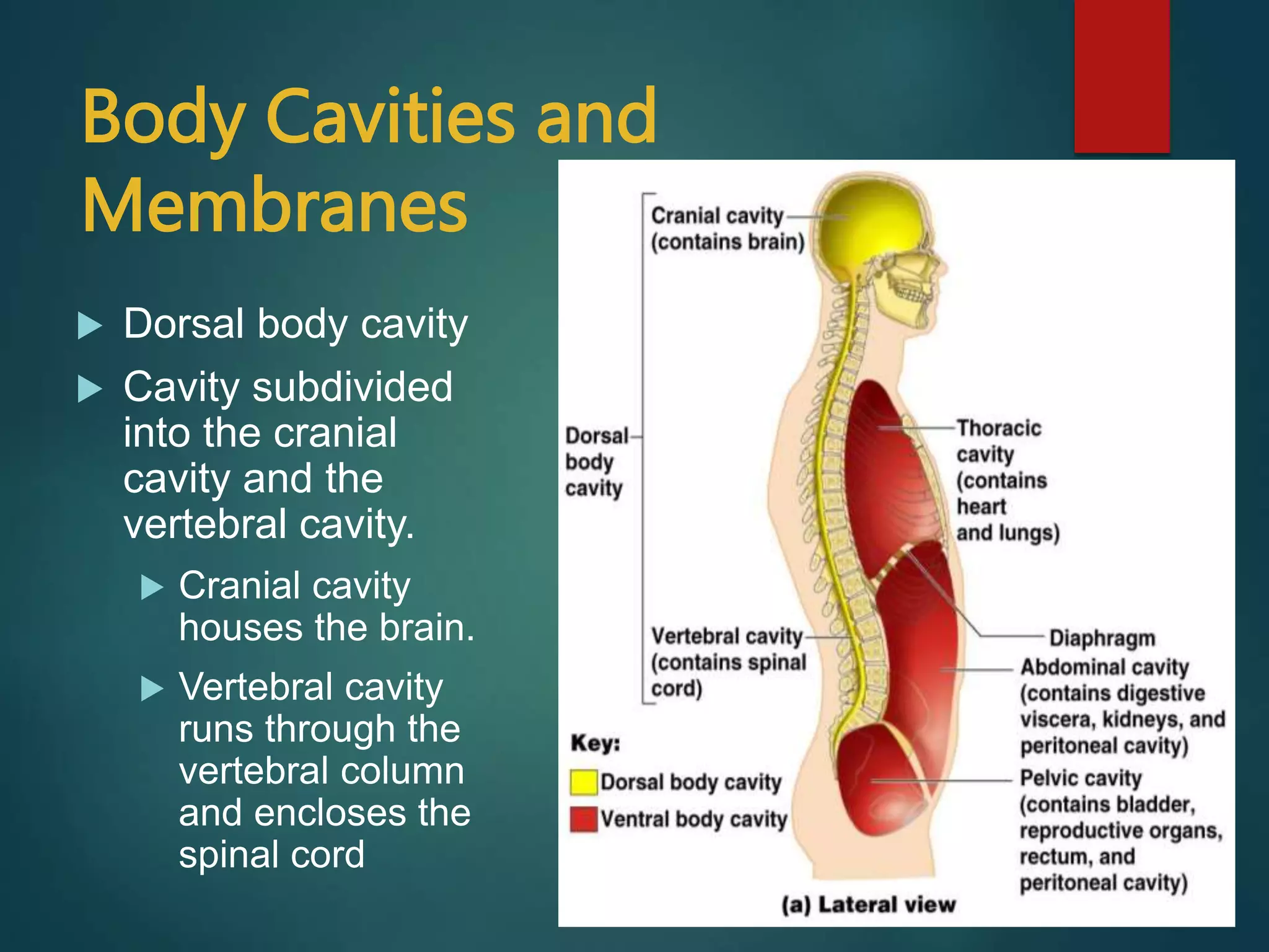 01-Anatomical Positions 2017.ppt