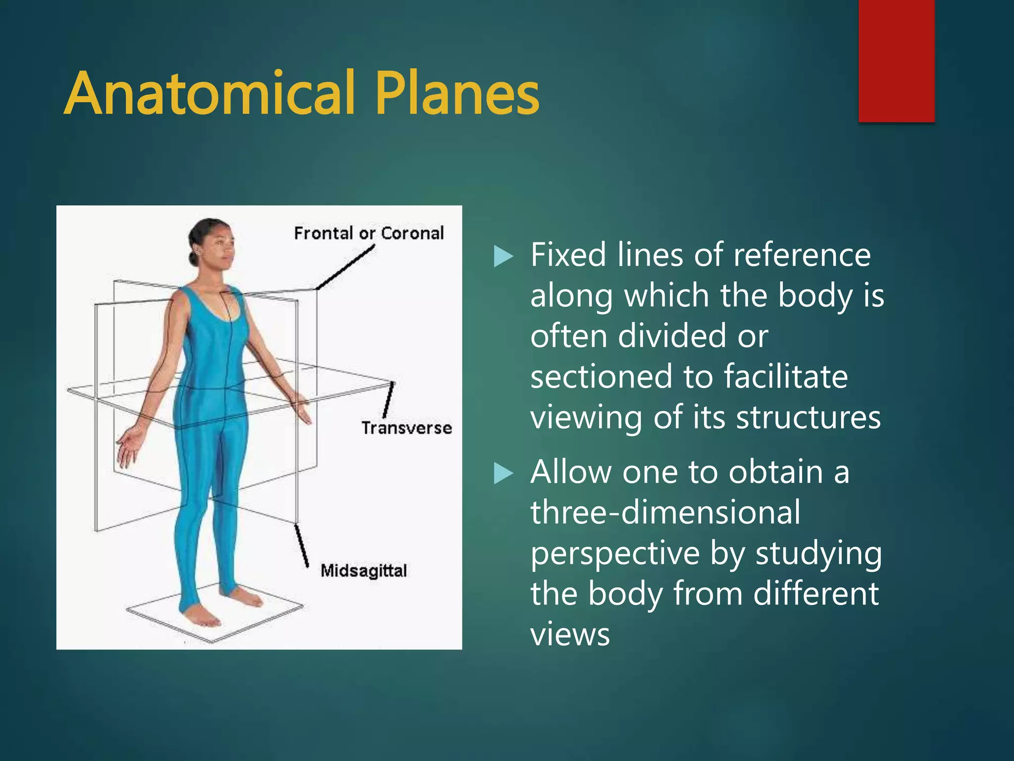 01-Anatomical Positions 2017.ppt