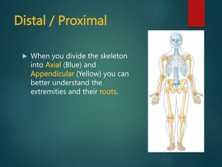 01-Anatomical Positions 2017.ppt