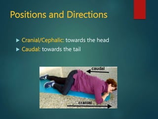 01-Anatomical Positions 2017.ppt