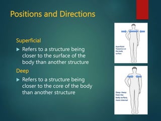 01-Anatomical Positions 2017.ppt