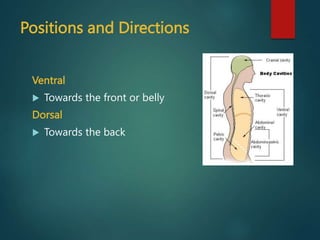 01-Anatomical Positions 2017.ppt