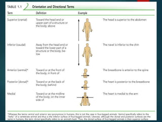 01-Anatomical Positions 2017.ppt