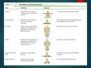 01-Anatomical Positions 2017.ppt