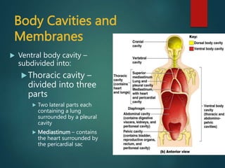01-Anatomical Positions 2017.ppt