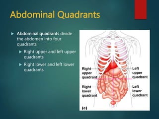 01-Anatomical Positions 2017.ppt
