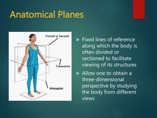 01-Anatomical Positions 2017.ppt