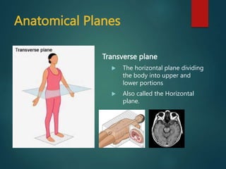 01-Anatomical Positions 2017.ppt