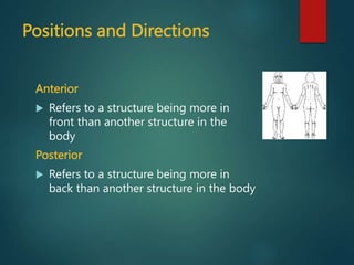 01-Anatomical Positions 2017.ppt