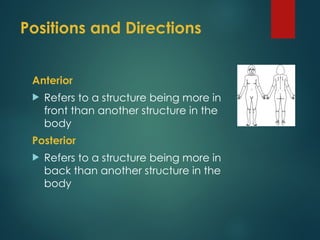 01-Anatomical Positions and terms 2017.ppt