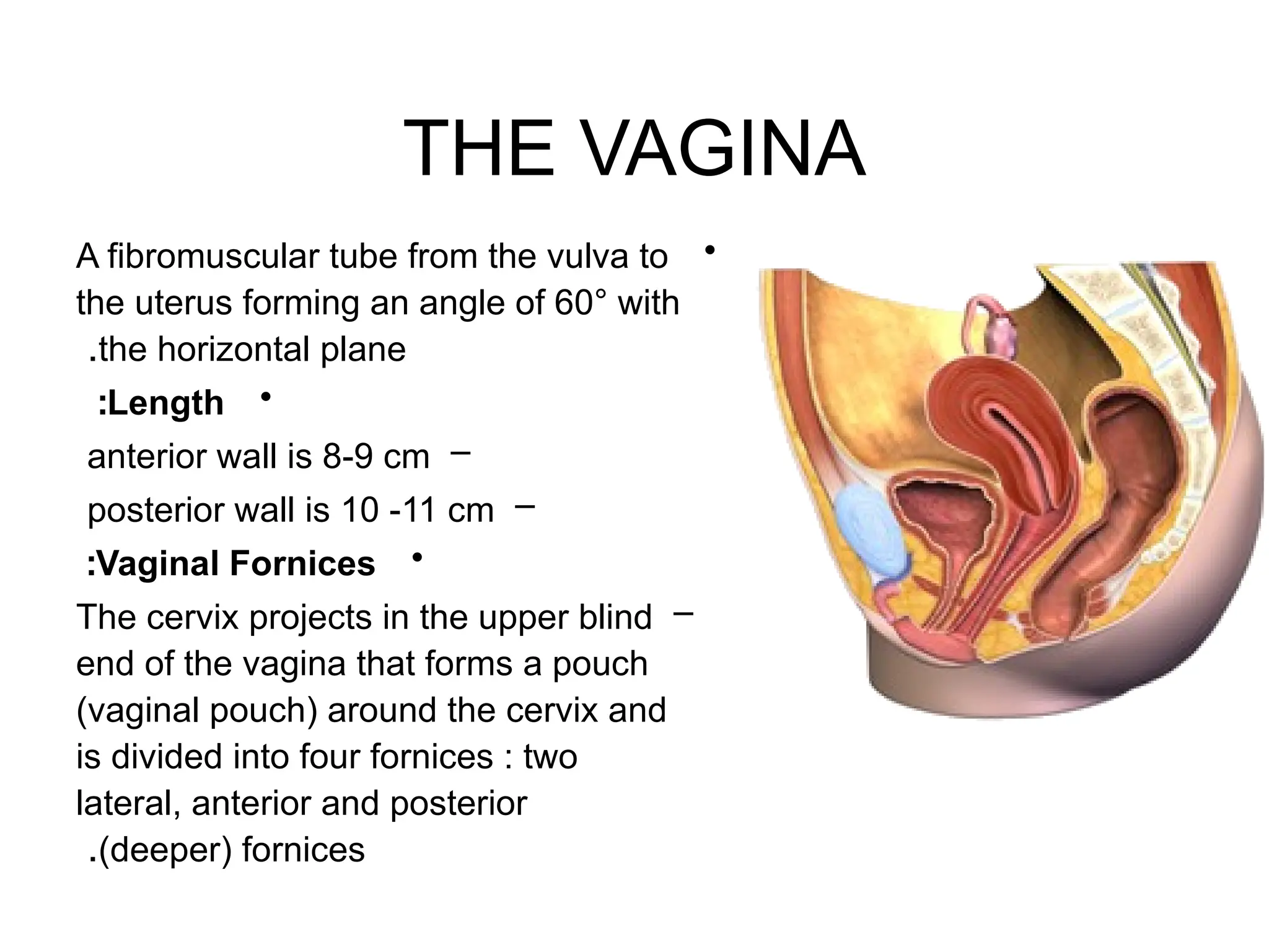01-Anatomy-Of-Female-Genital-System-Dr.Osman.pptx