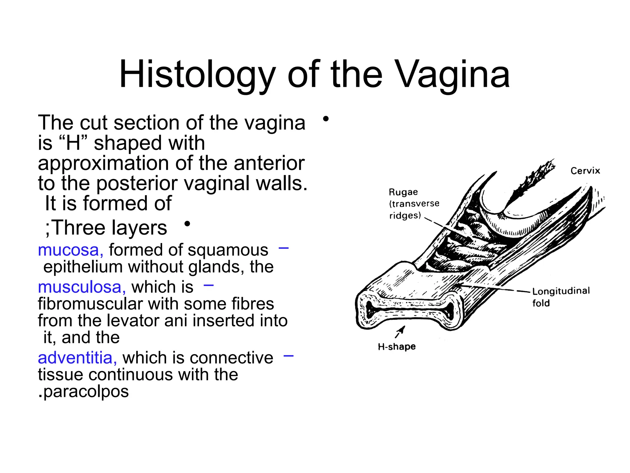 01-Anatomy-Of-Female-Genital-System-Dr.Osman.pptx