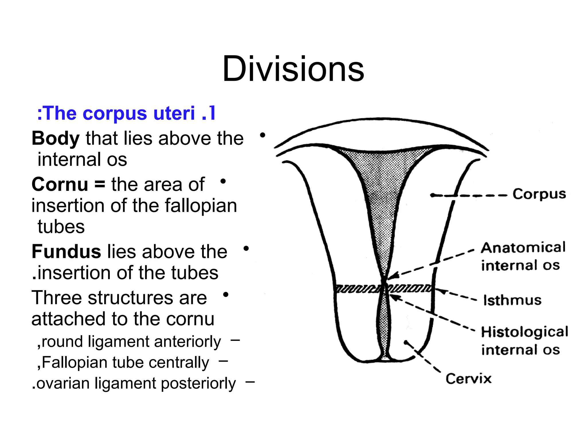 01-Anatomy-Of-Female-Genital-System-Dr.Osman.pptx