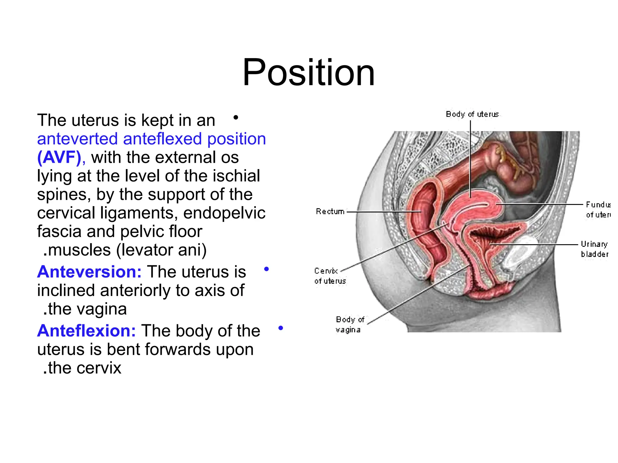 01-Anatomy-Of-Female-Genital-System-Dr.Osman.pptx