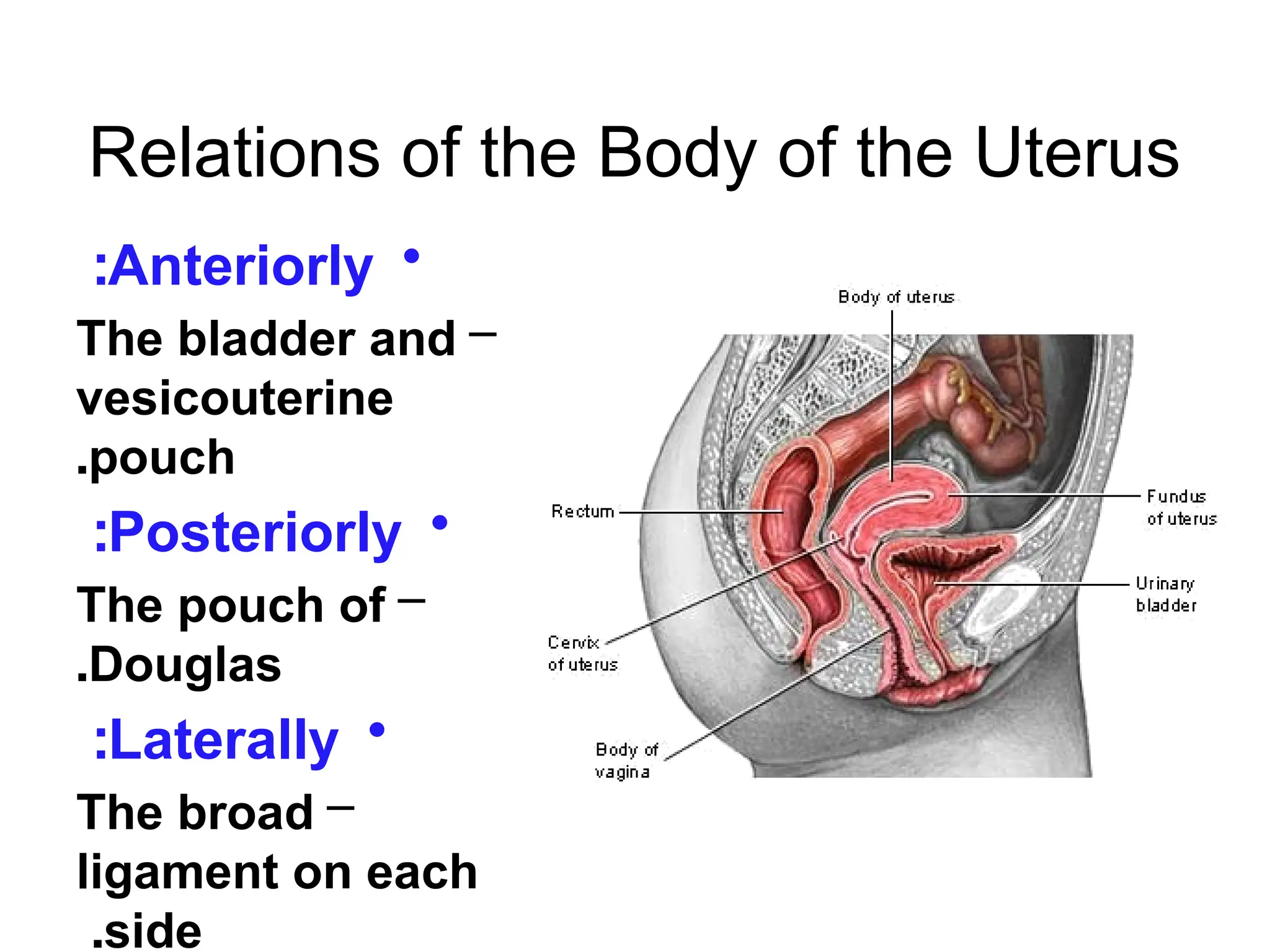 01-Anatomy-Of-Female-Genital-System-Dr.Osman.pptx