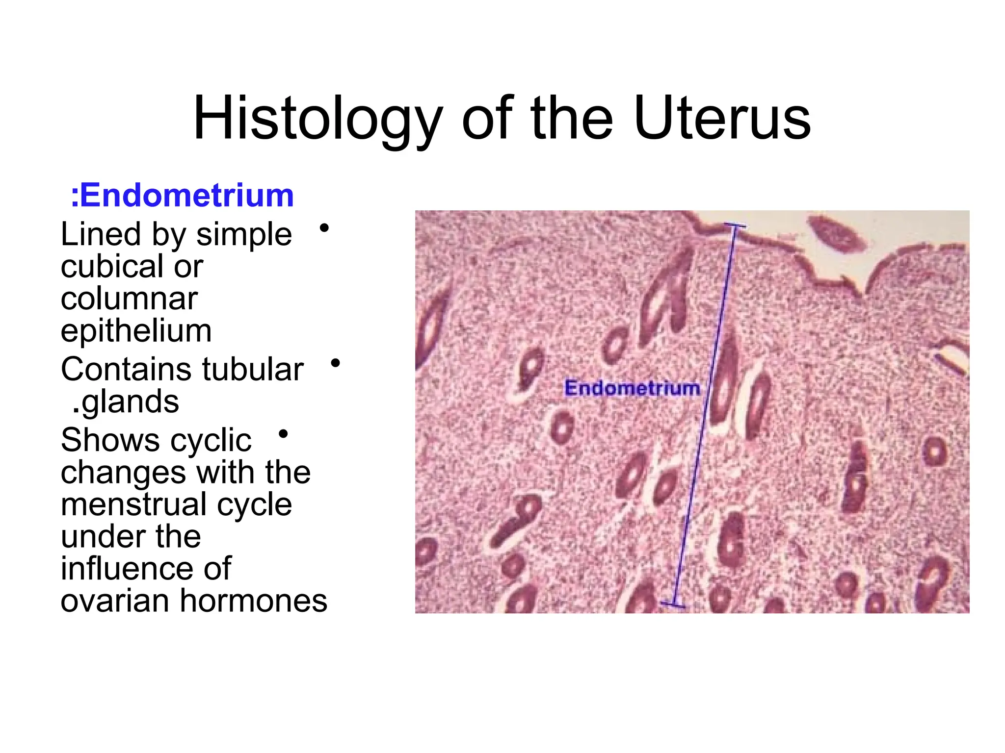 01-Anatomy-Of-Female-Genital-System-Dr.Osman.pptx