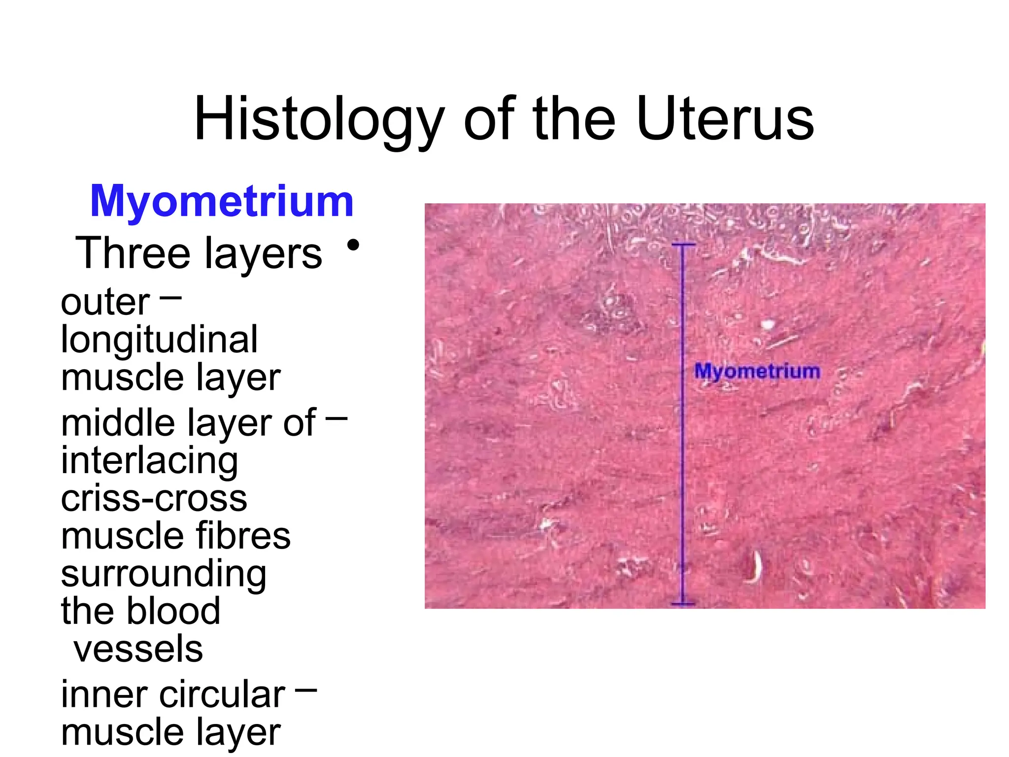 01-Anatomy-Of-Female-Genital-System-Dr.Osman.pptx