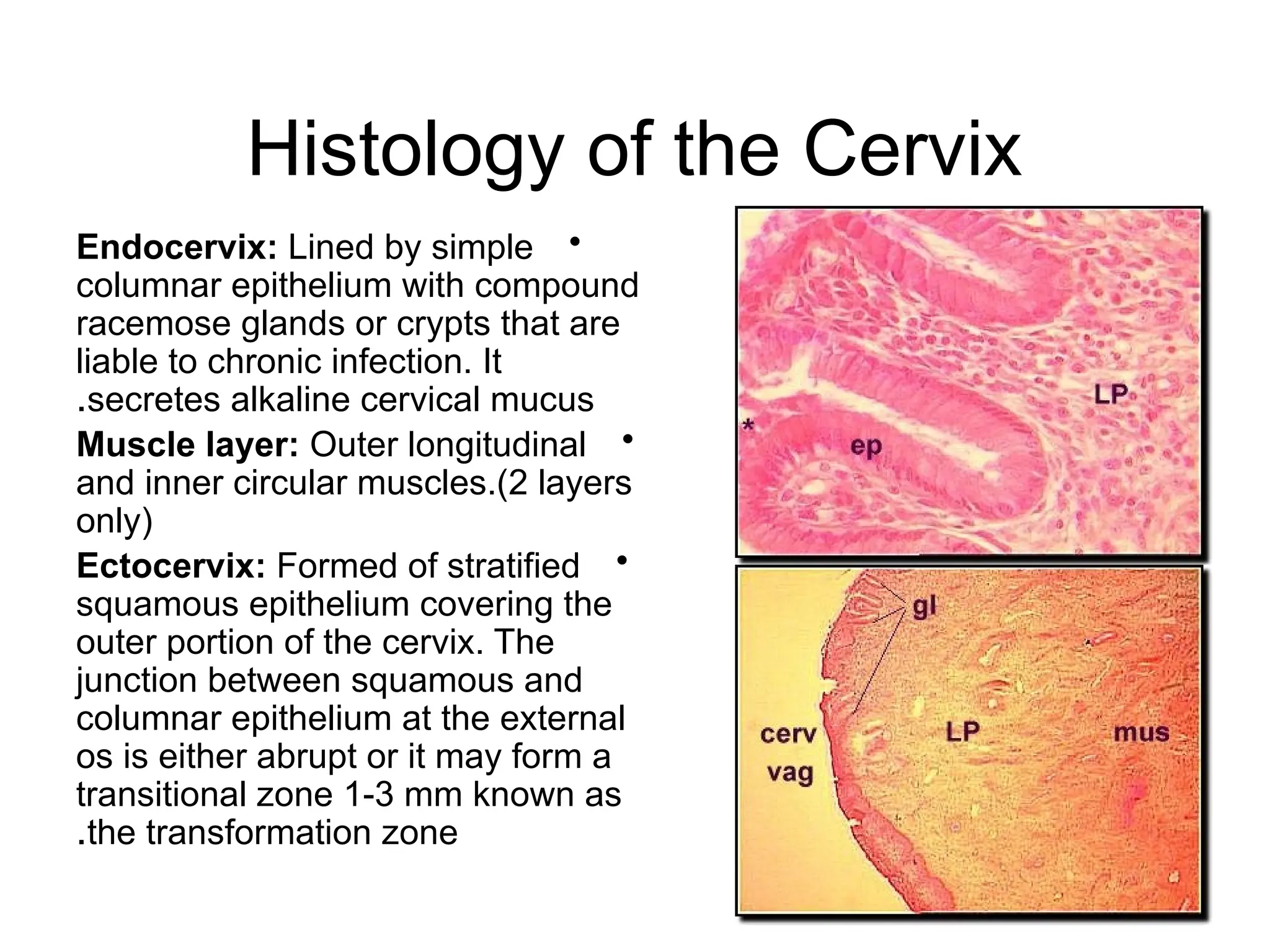 01-Anatomy-Of-Female-Genital-System-Dr.Osman.pptx