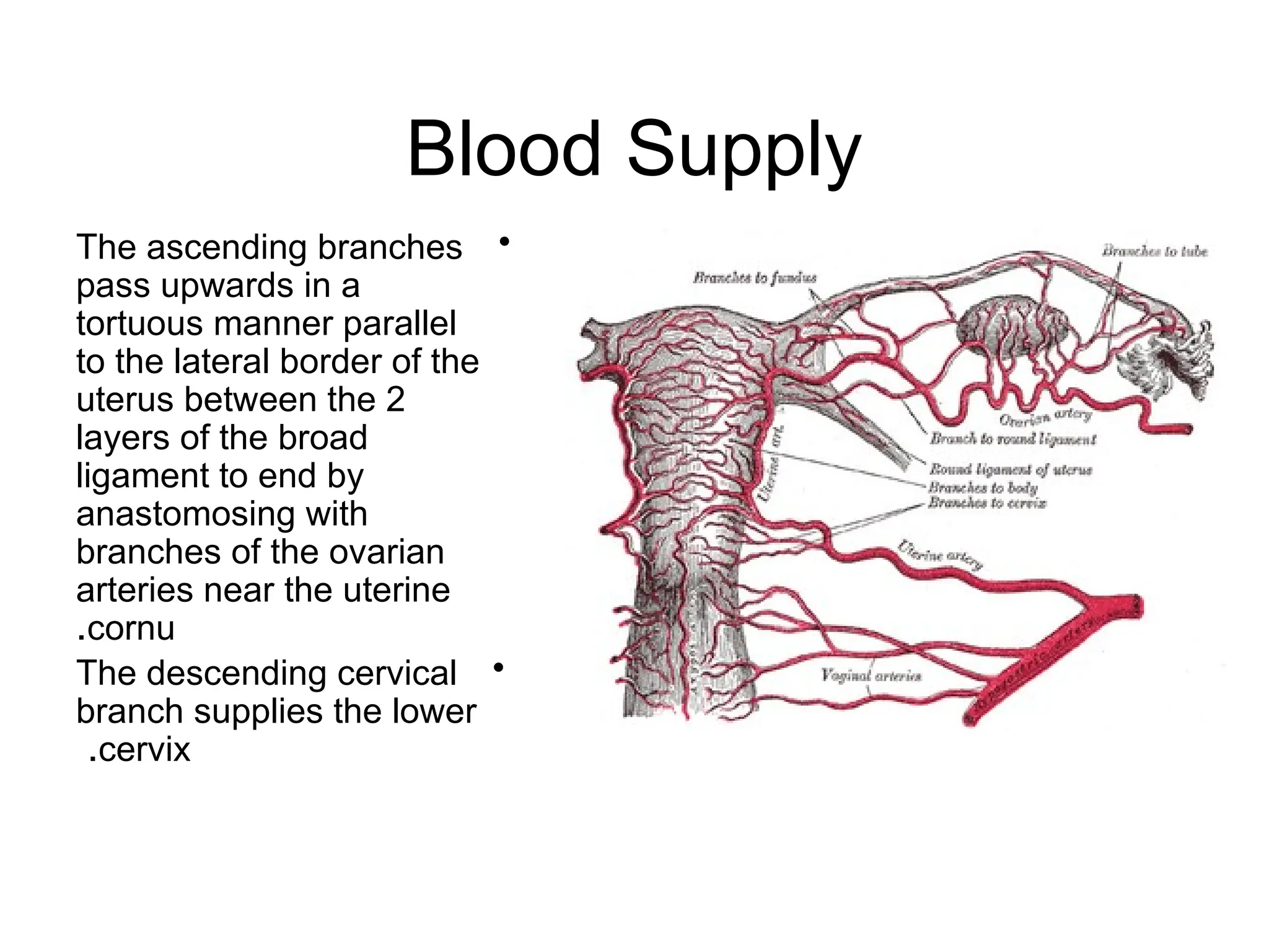 01-Anatomy-Of-Female-Genital-System-Dr.Osman.pptx