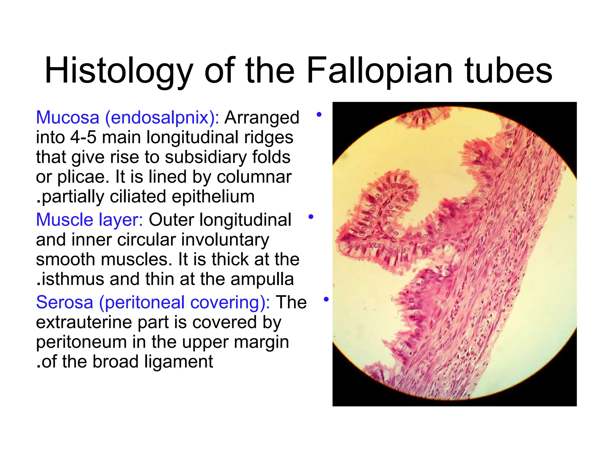 01-Anatomy-Of-Female-Genital-System-Dr.Osman.pptx