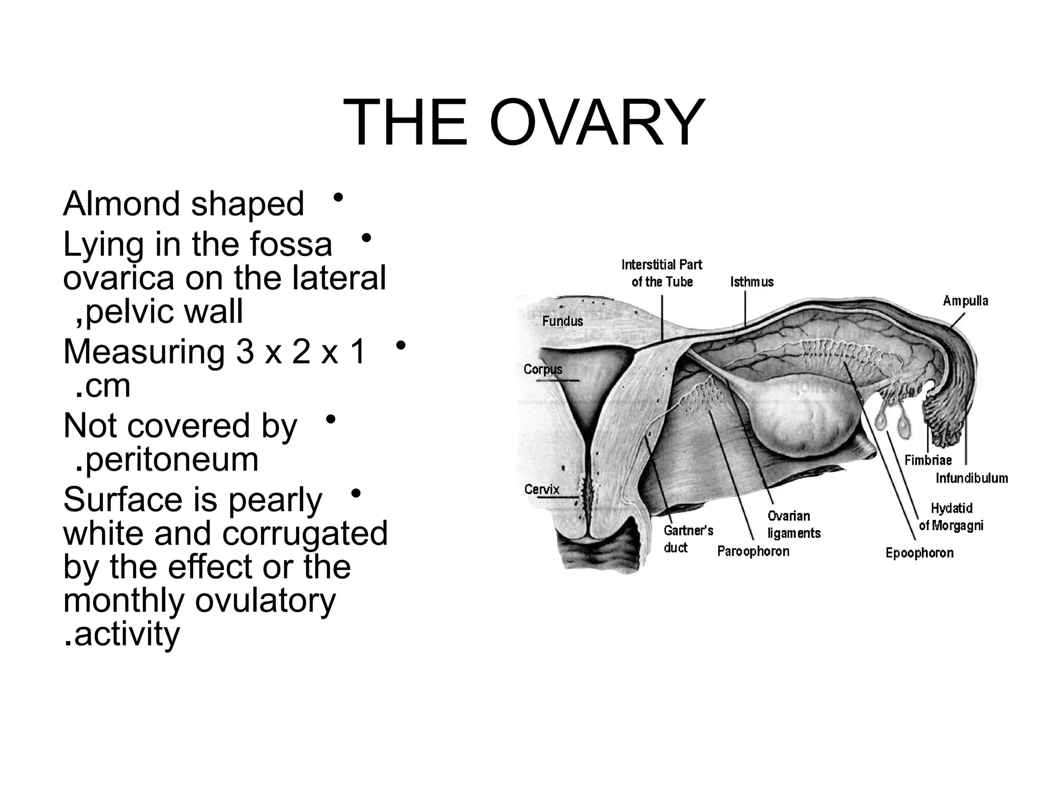 01-Anatomy-Of-Female-Genital-System-Dr.Osman.pptx