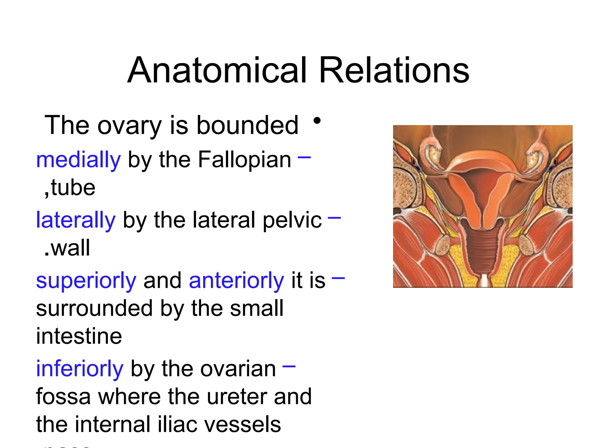 01-Anatomy-Of-Female-Genital-System-Dr.Osman.pptx