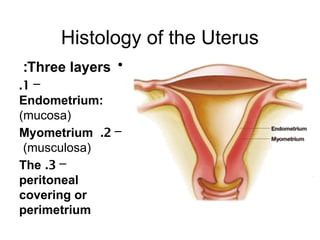 01-Anatomy-Of-Female-Genital-System-Dr.Osman.pptx