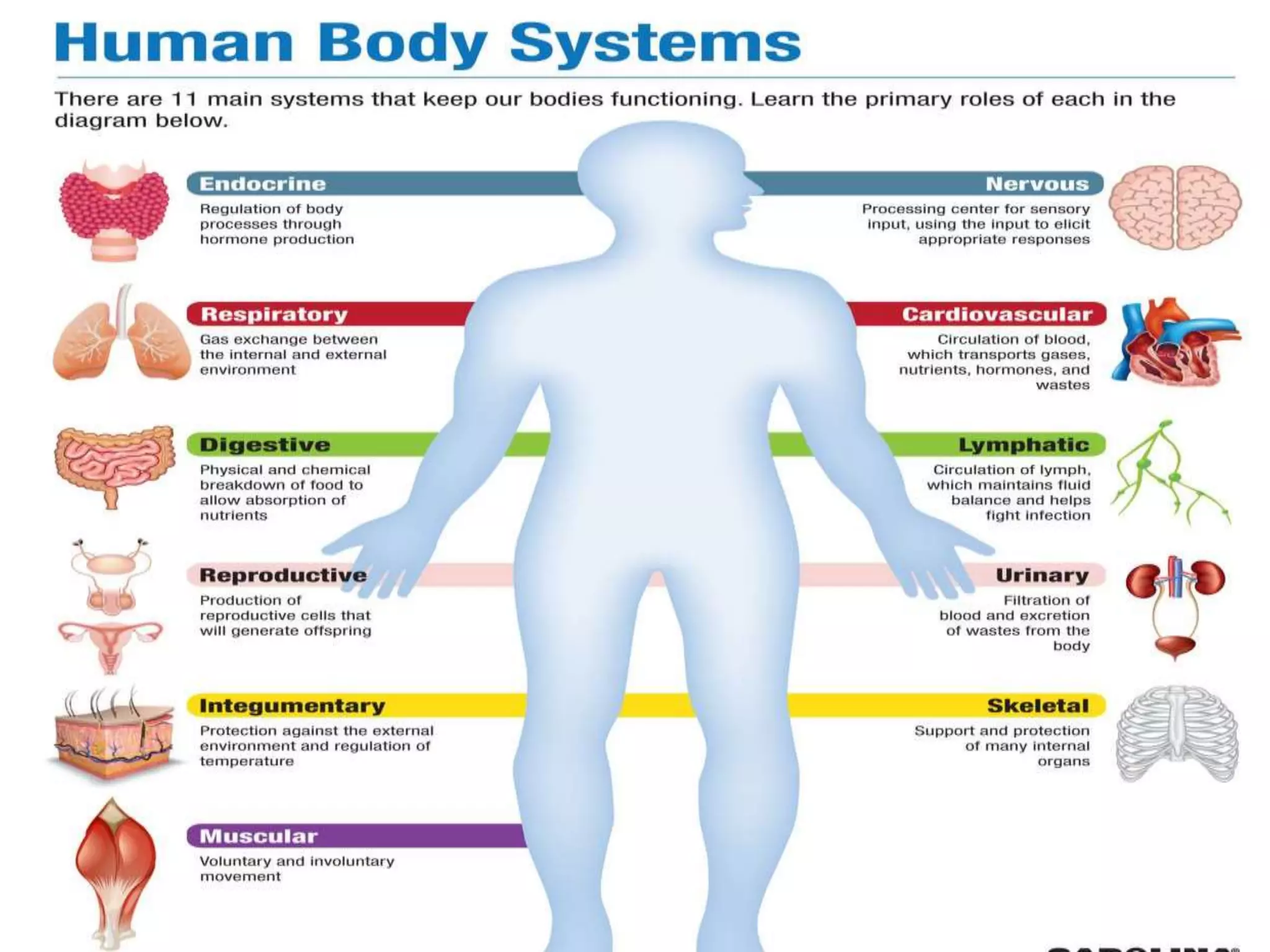 01-Anatomy_and_physiology_2017.pptx | Biological Sciences | Science