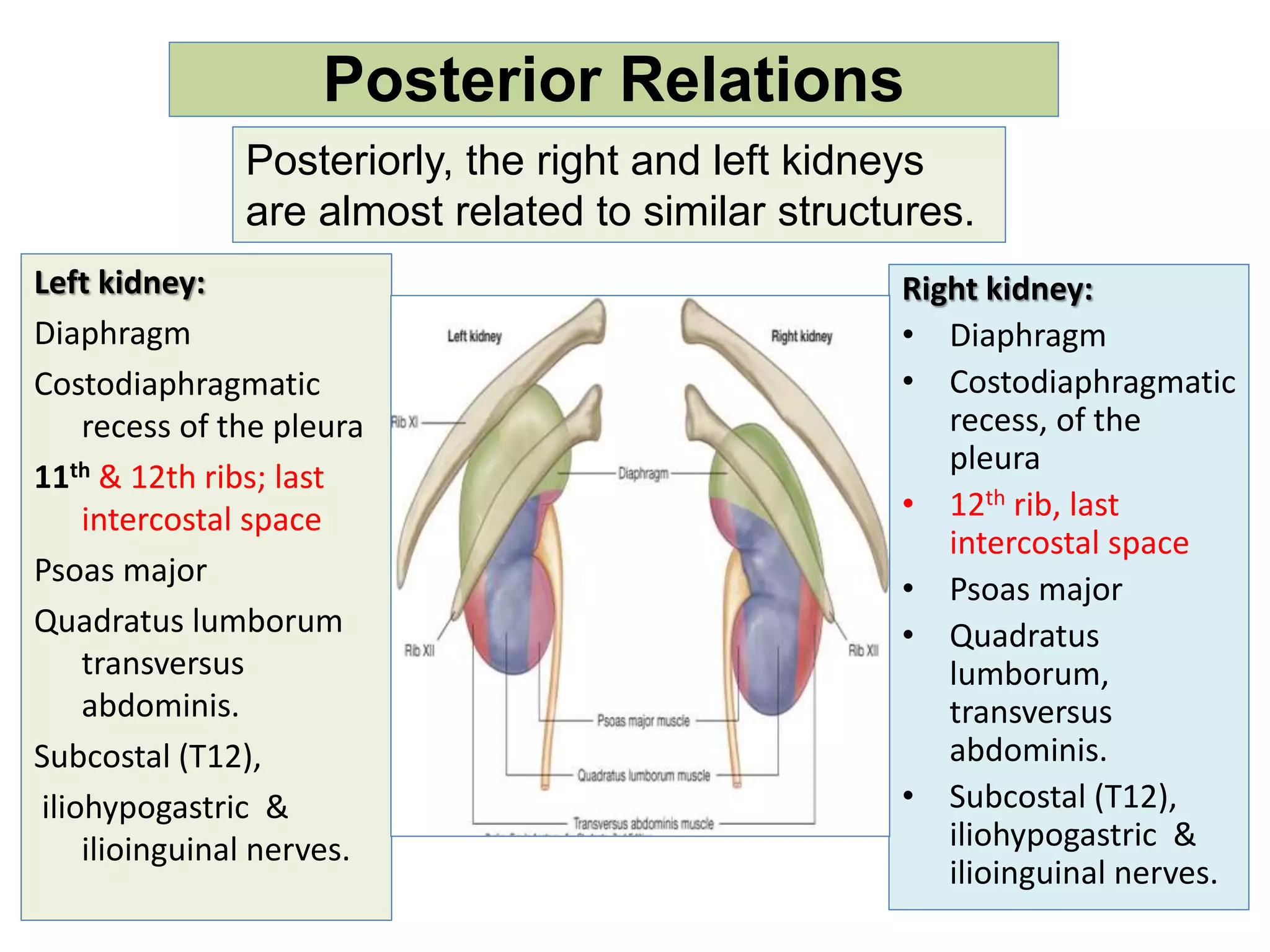 01-Anatomy of Kidney.ppt