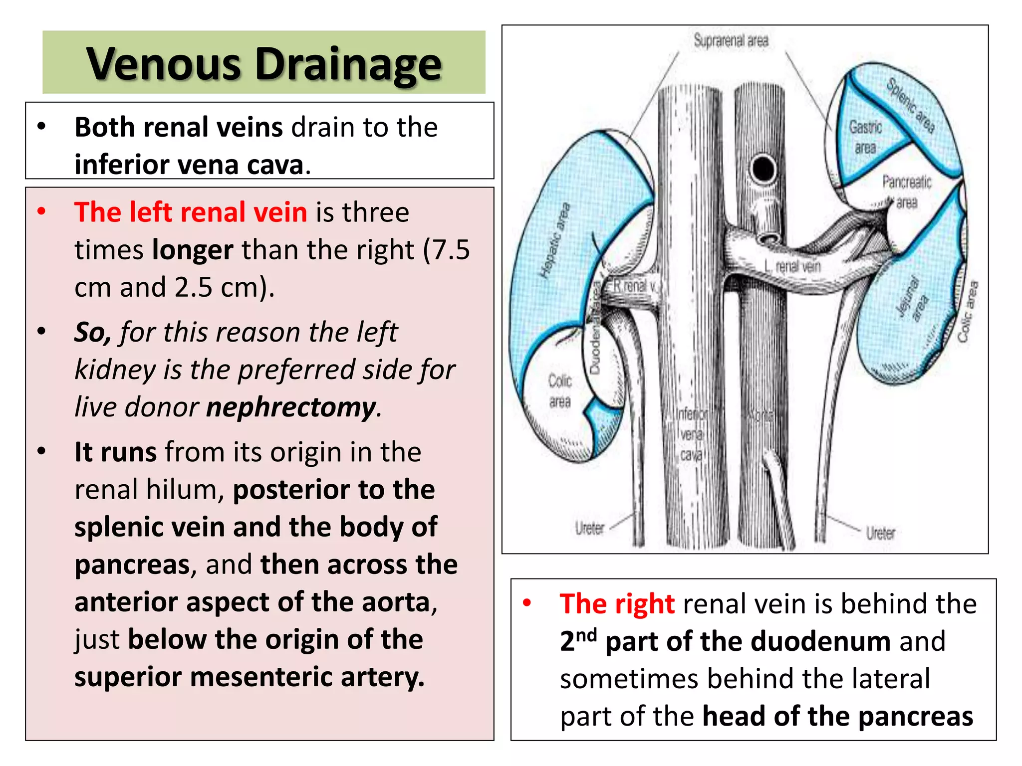 01-Anatomy of Kidney.ppt