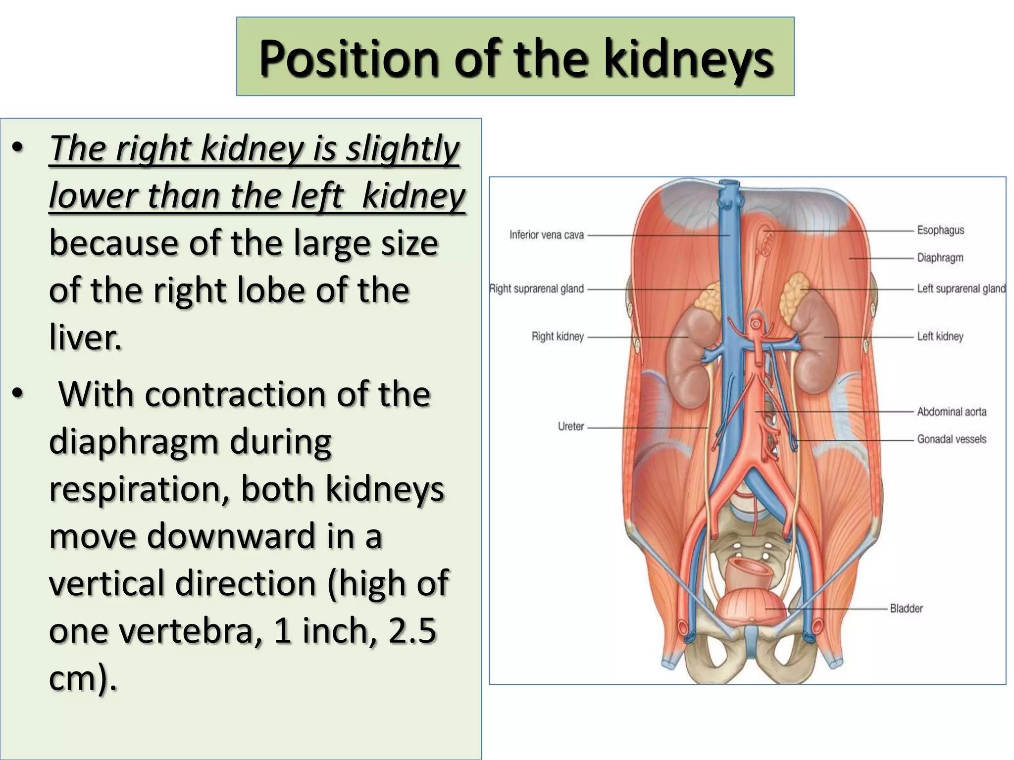 01-Anatomy of Kidney.ppt