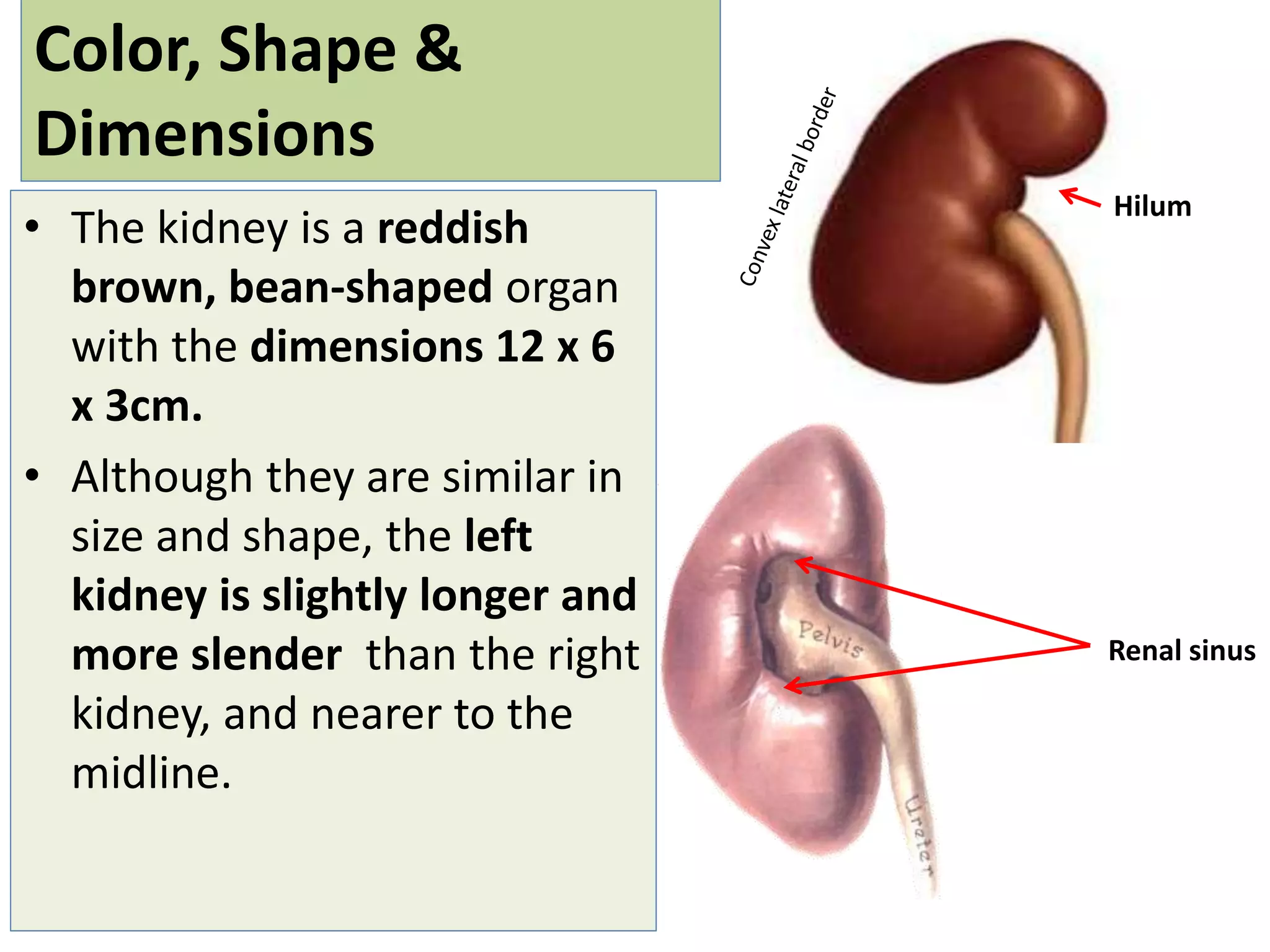 01-Anatomy of Kidney.ppt