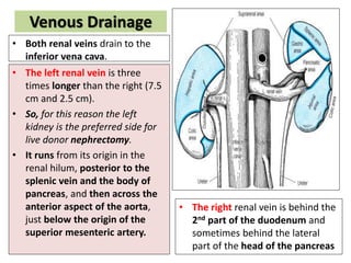 01-Anatomy of Kidney.ppt