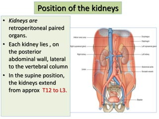 01-Anatomy of Kidney.ppt