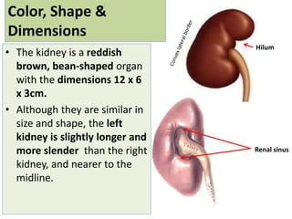01-Anatomy of Kidney.ppt