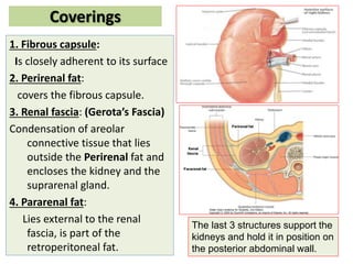 01-Anatomy of Kidney.ppt