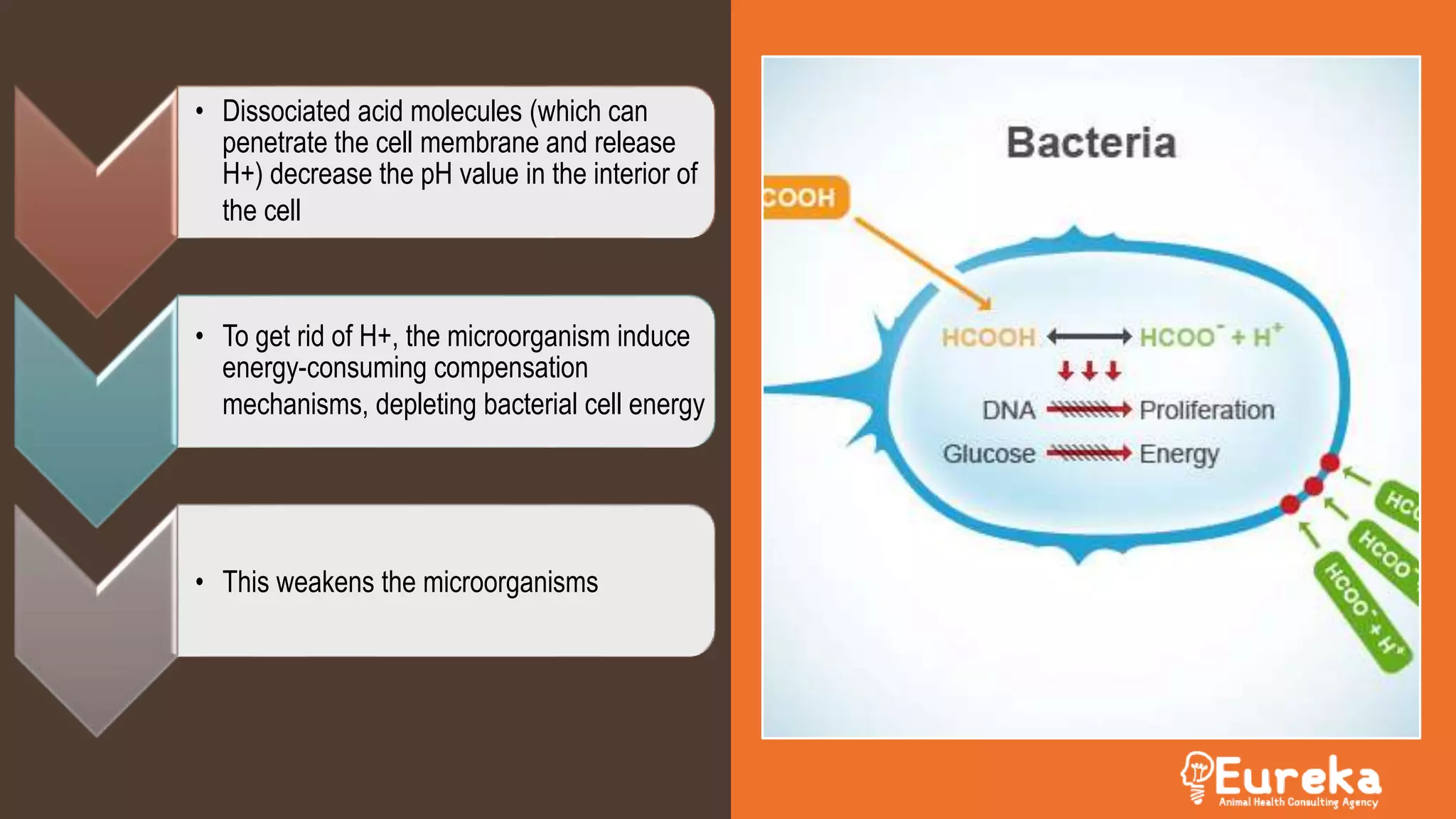 Application of Organic Acid in Poultry | PPTX