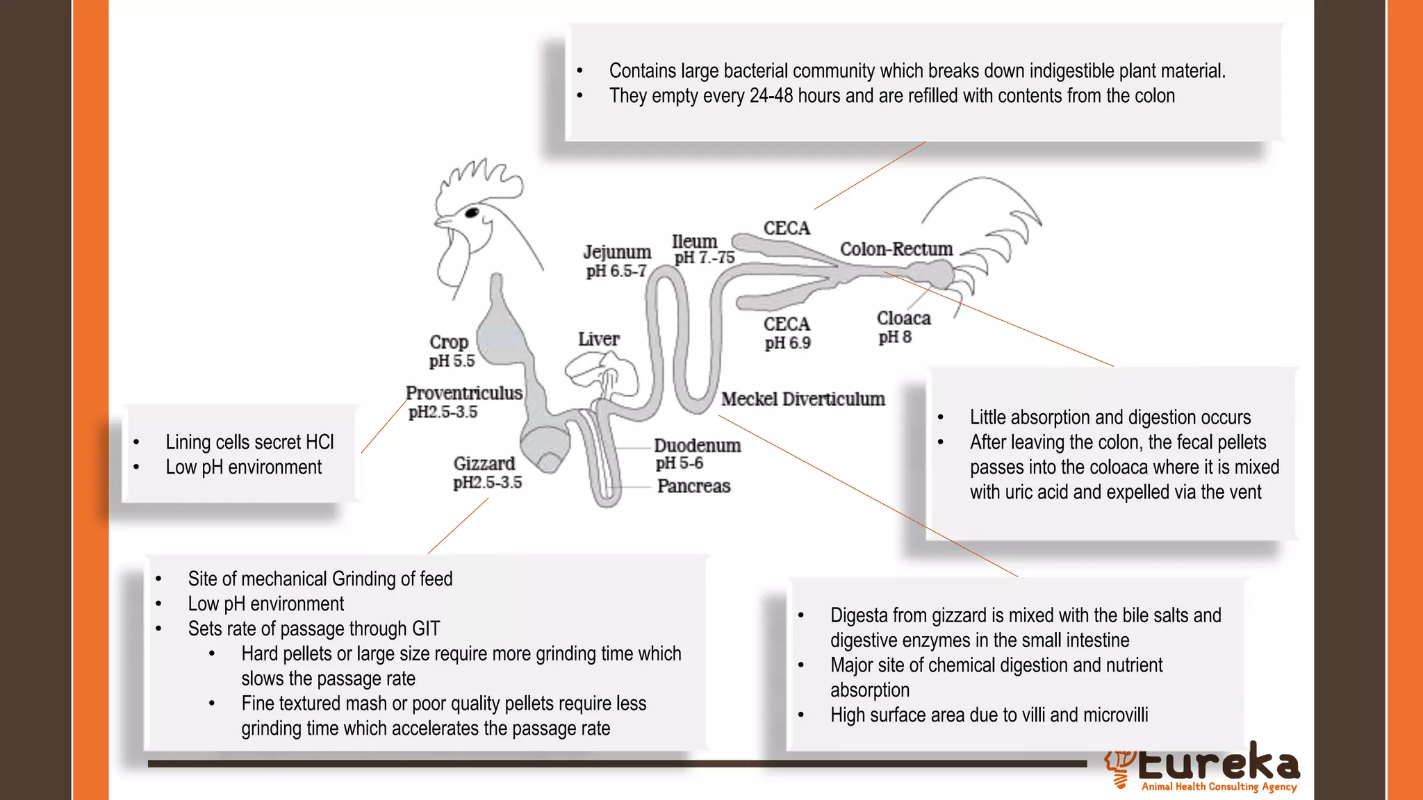Application of Organic Acid in Poultry | PPTX